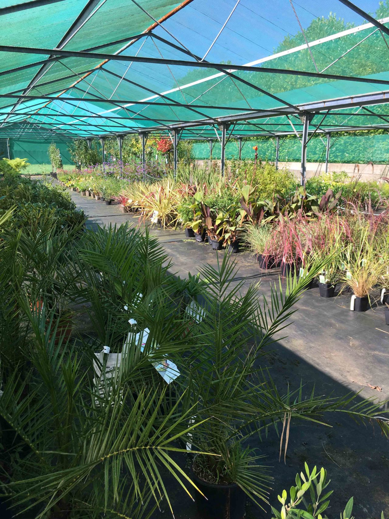 Arbustes et Fruitiers - Les serres de Land Rosted